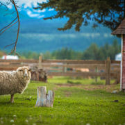 Kids' Activities at the Guest Ranch in BC, Canada | Three Bars Ranch