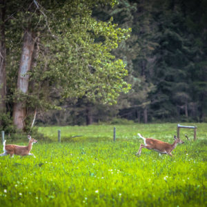 Kids' Activities at the Guest Ranch in BC, Canada | Three Bars Ranch